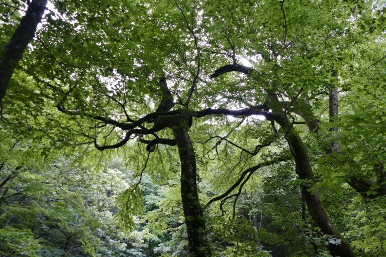 白神山地 - 世界遺産を学ぶ